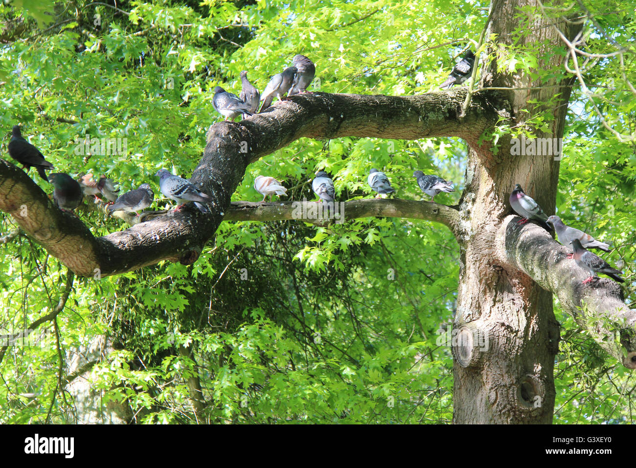 Arbre pigeon hi-res stock photography and images - Alamy