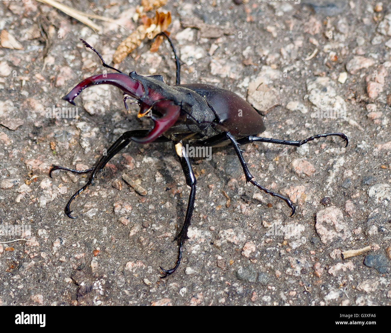 A Stag Beetle, taken from above Stock Photo - Alamy