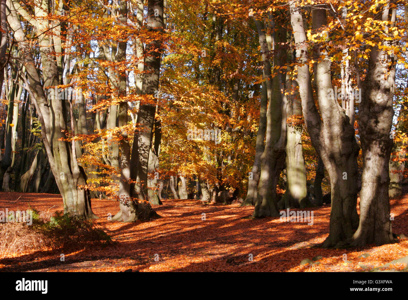Pollarded Beech Trees, Fagus sylvatica, in Autumn. Taken November ...