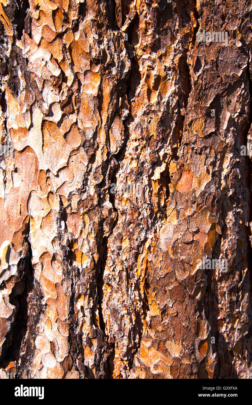 Red fir bark hi-res stock photography and images - Alamy