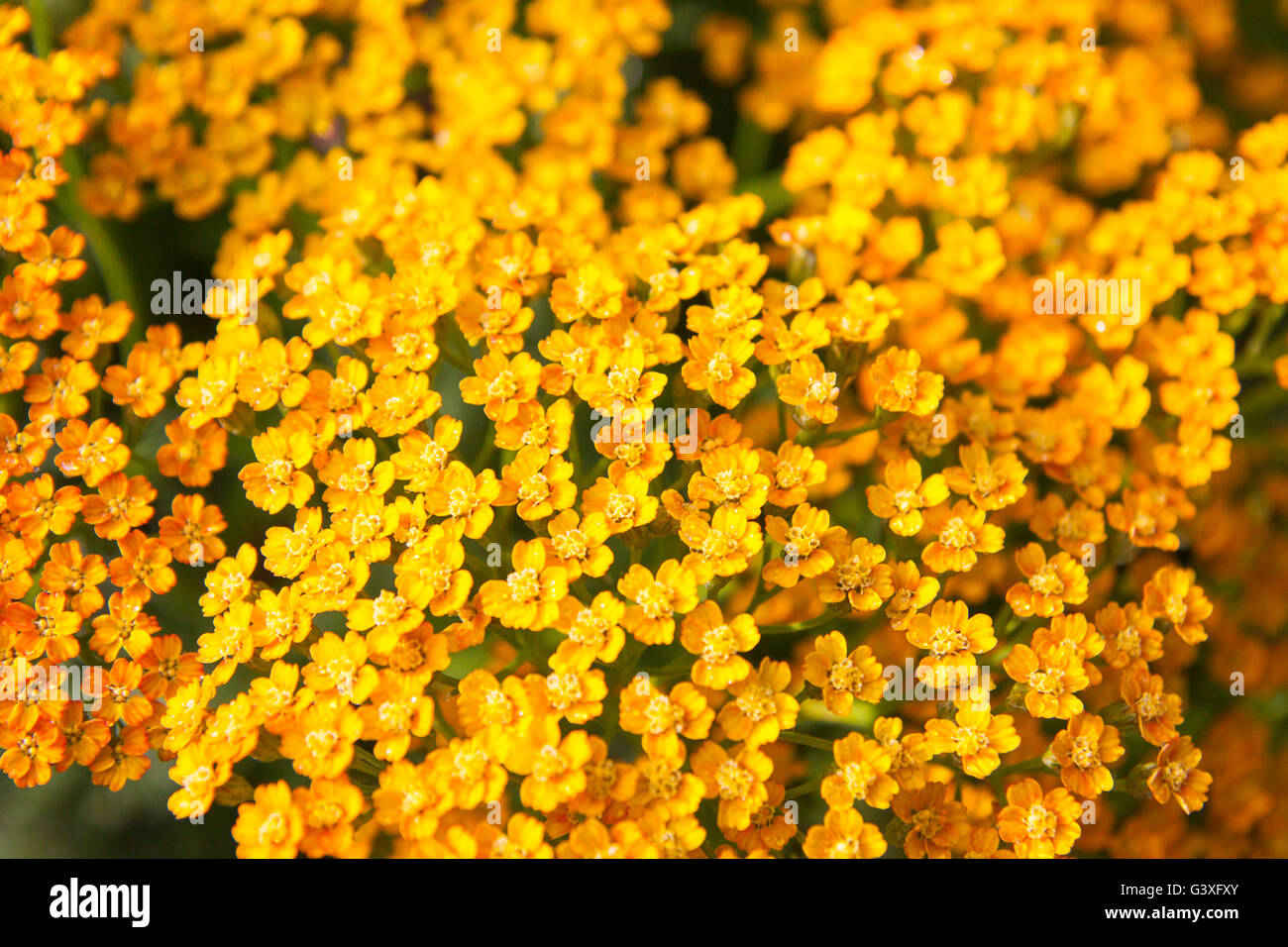 Yarrow family hi-res stock photography and images - Alamy