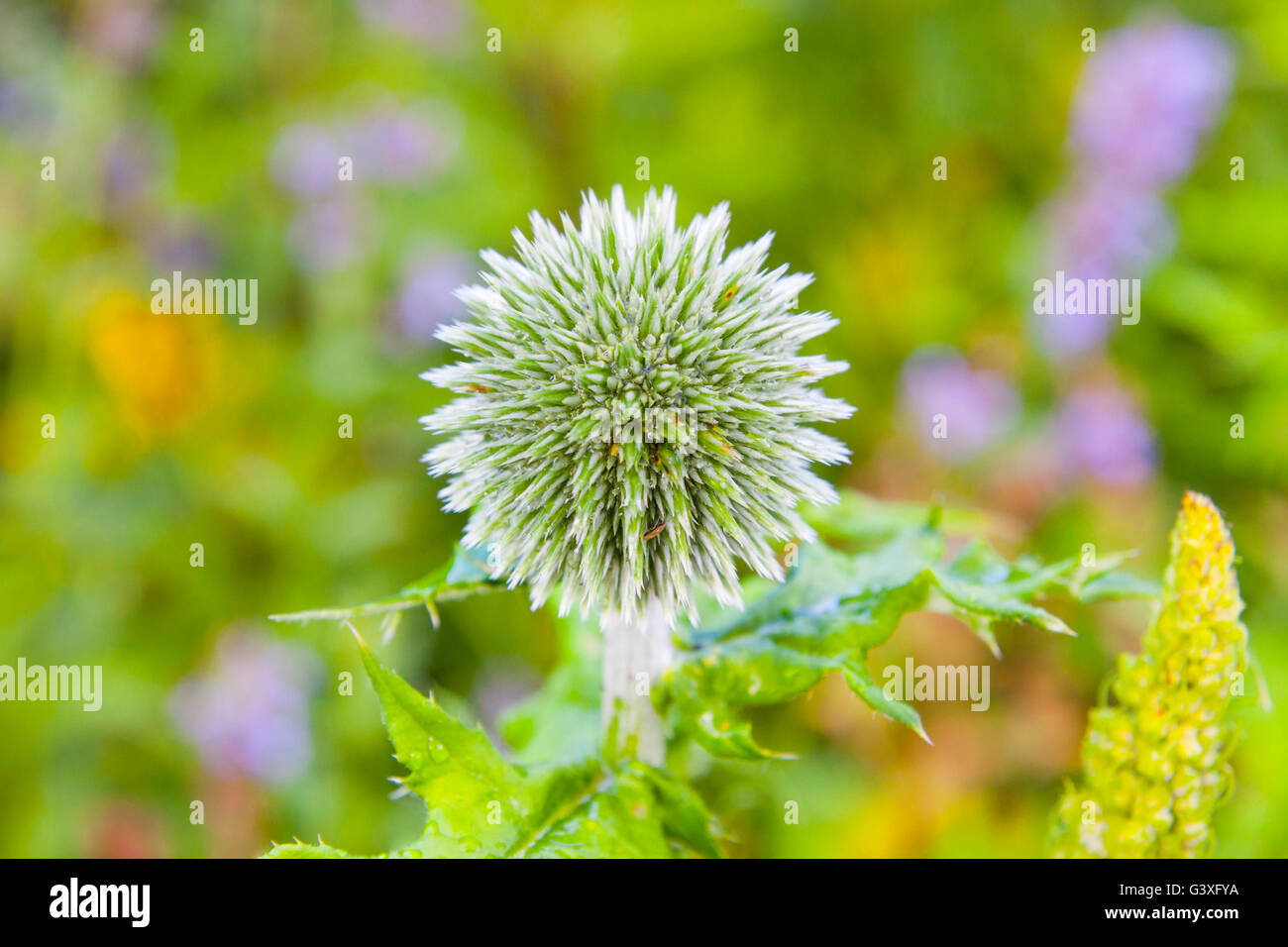 Echinops flower stalk hi-res stock photography and images - Alamy