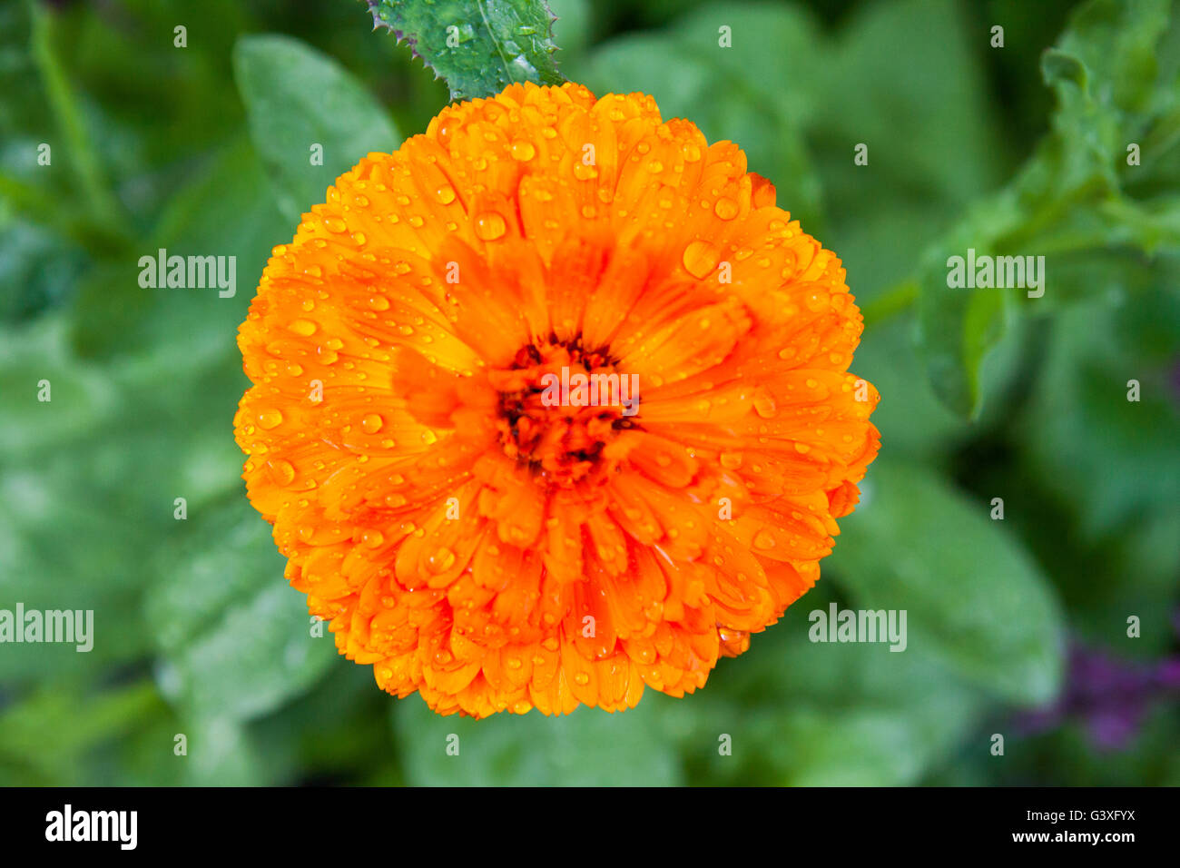 Marigold flower buds hi-res stock photography and images - Alamy
