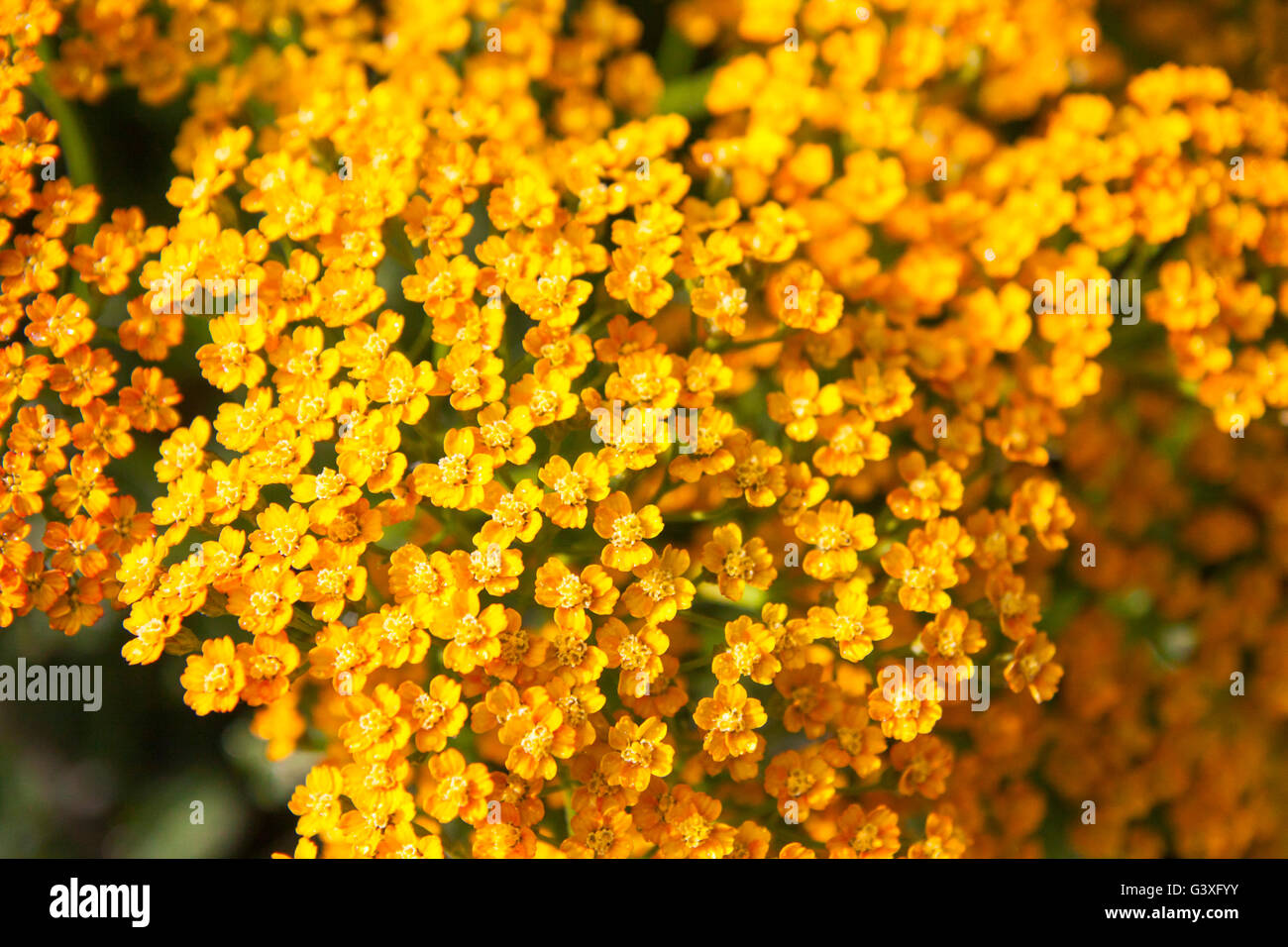 Achillea millefolium orange hi-res stock photography and images - Alamy