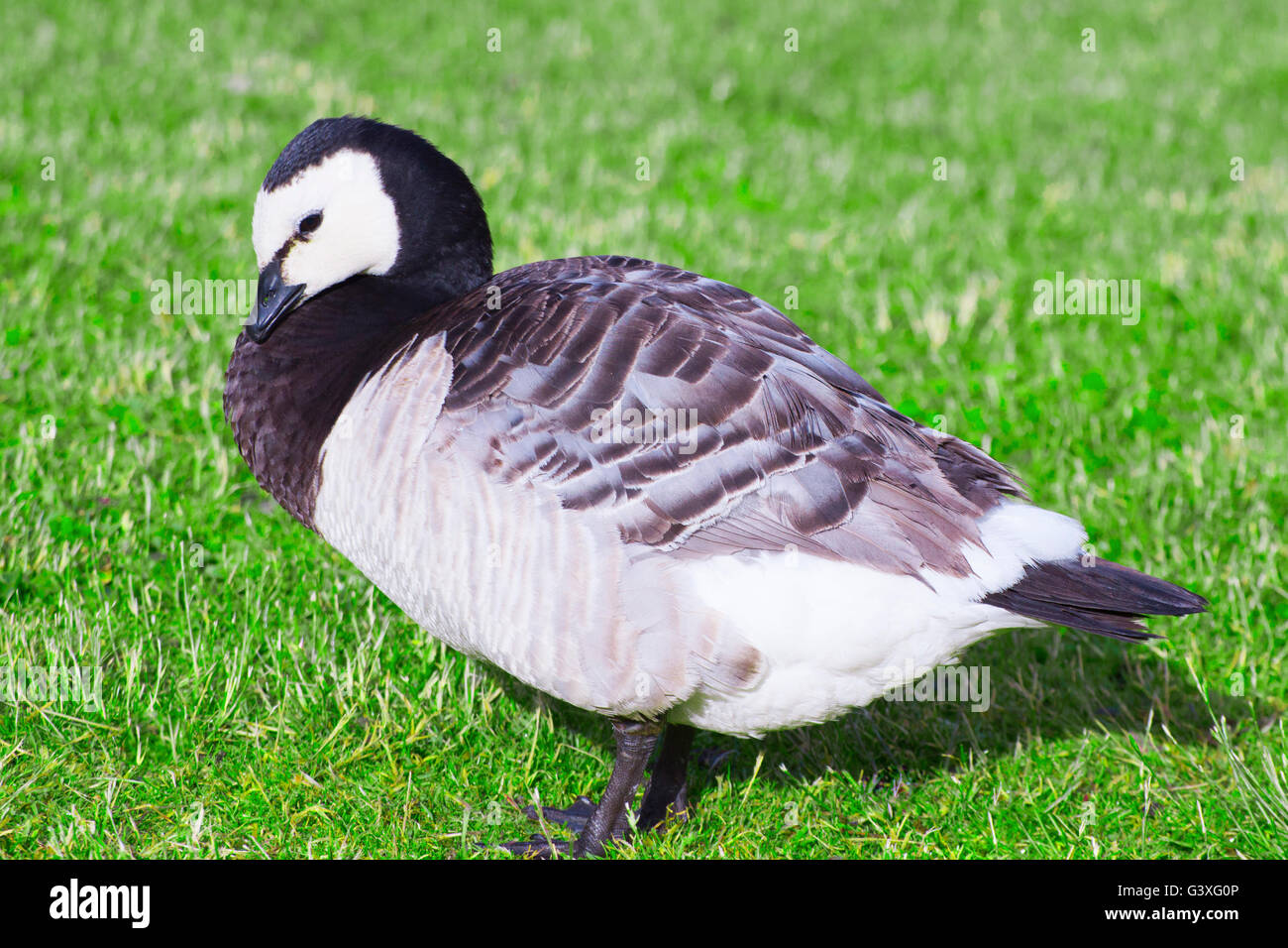Lying goose hi-res stock photography and images - Alamy