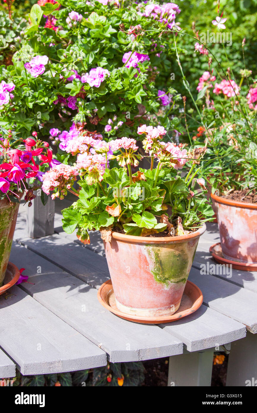 Vintage flower pots hi-res stock photography and images - Alamy