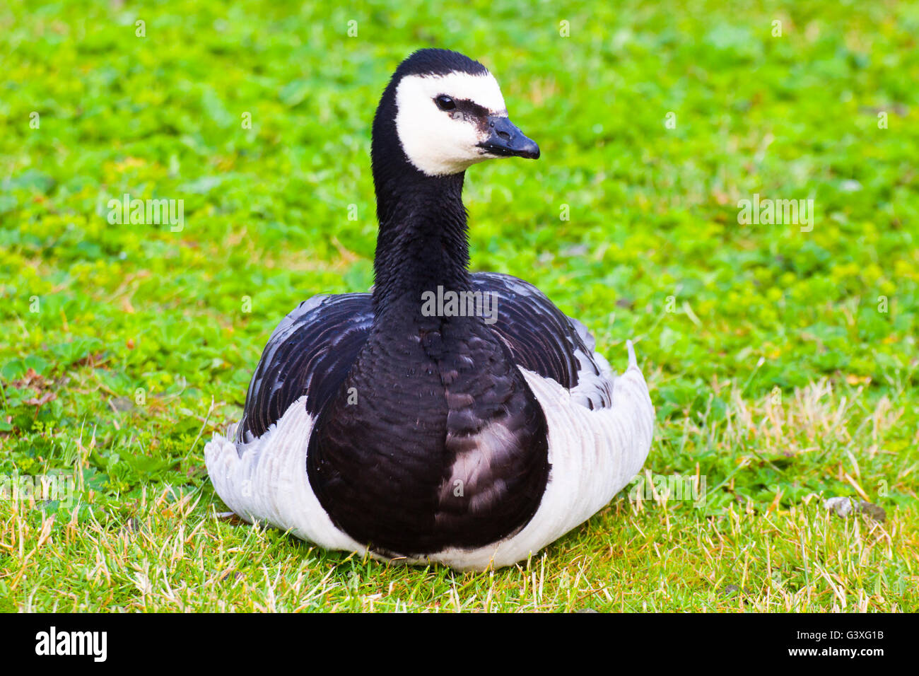 Barnacle Goose is on the meadow Stock Photo - Alamy
