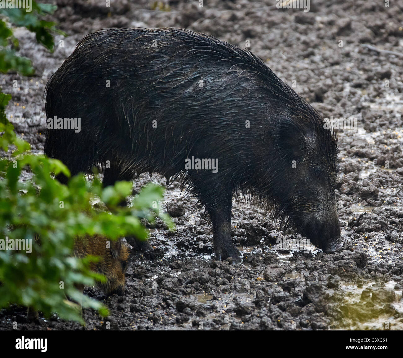 Wild hog females and piglets feeding in the mud Stock Photo - Alamy