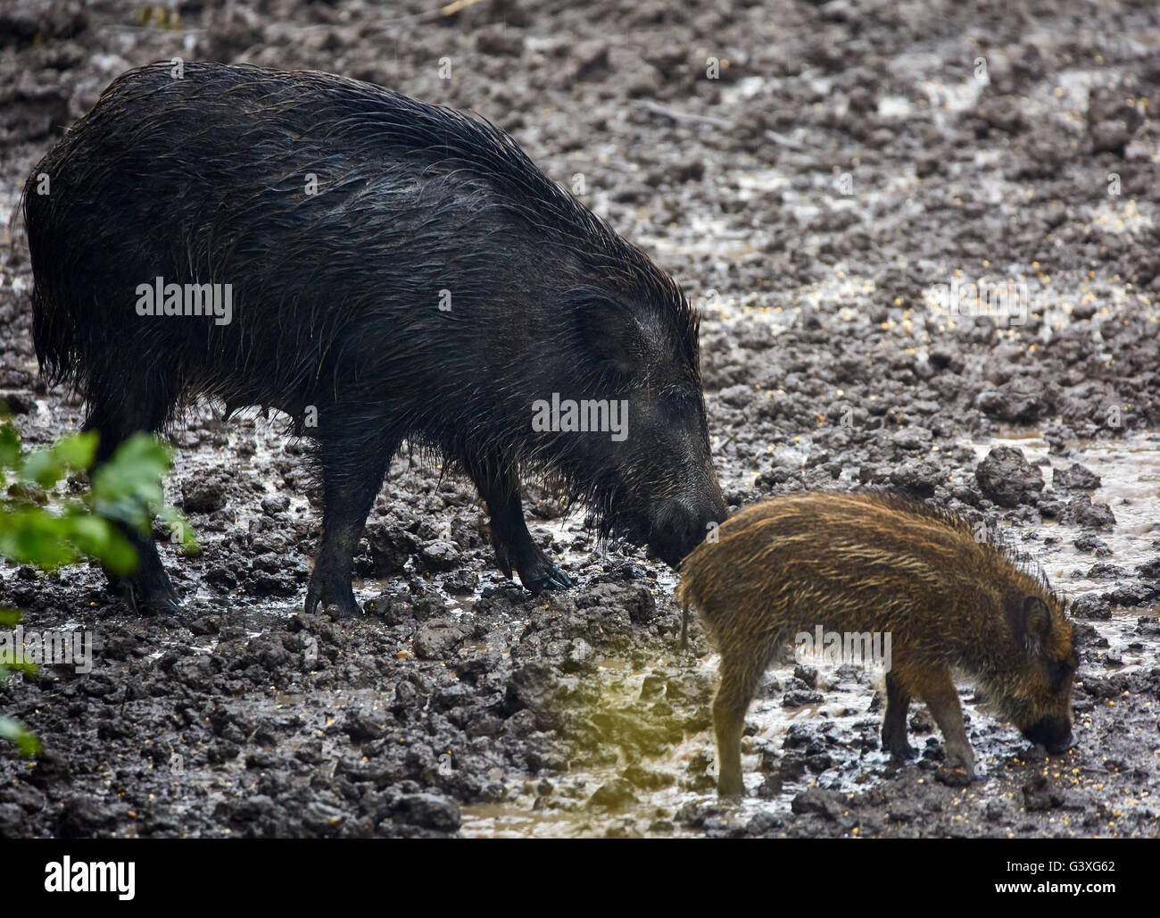 Wild hog females and piglets feeding in the mud Stock Photo - Alamy