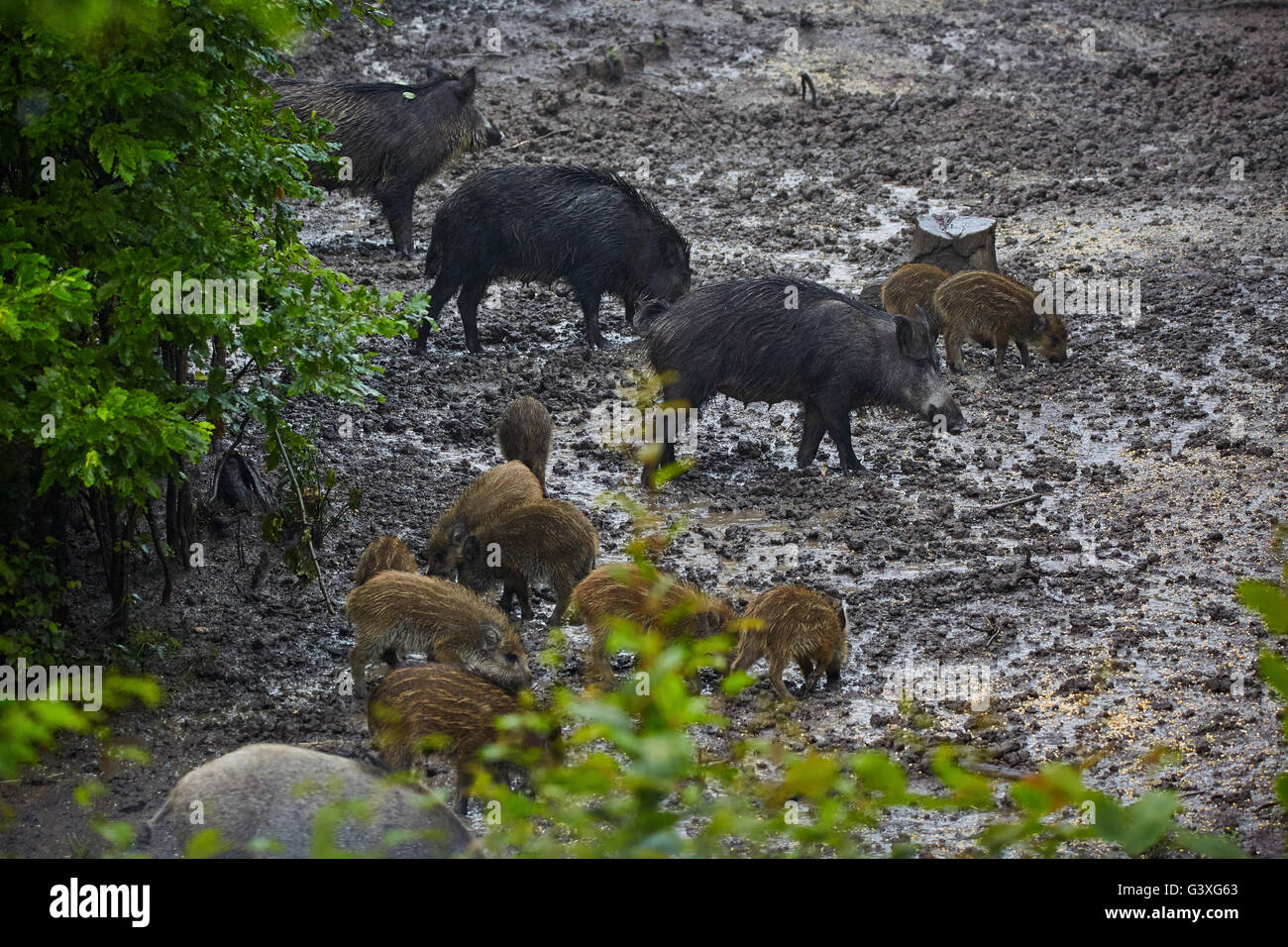 Wild hog females and piglets feeding in the mud Stock Photo - Alamy