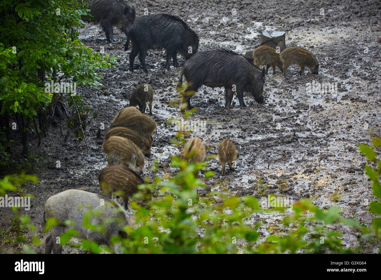 Wild hog females and piglets feeding in the mud Stock Photo - Alamy