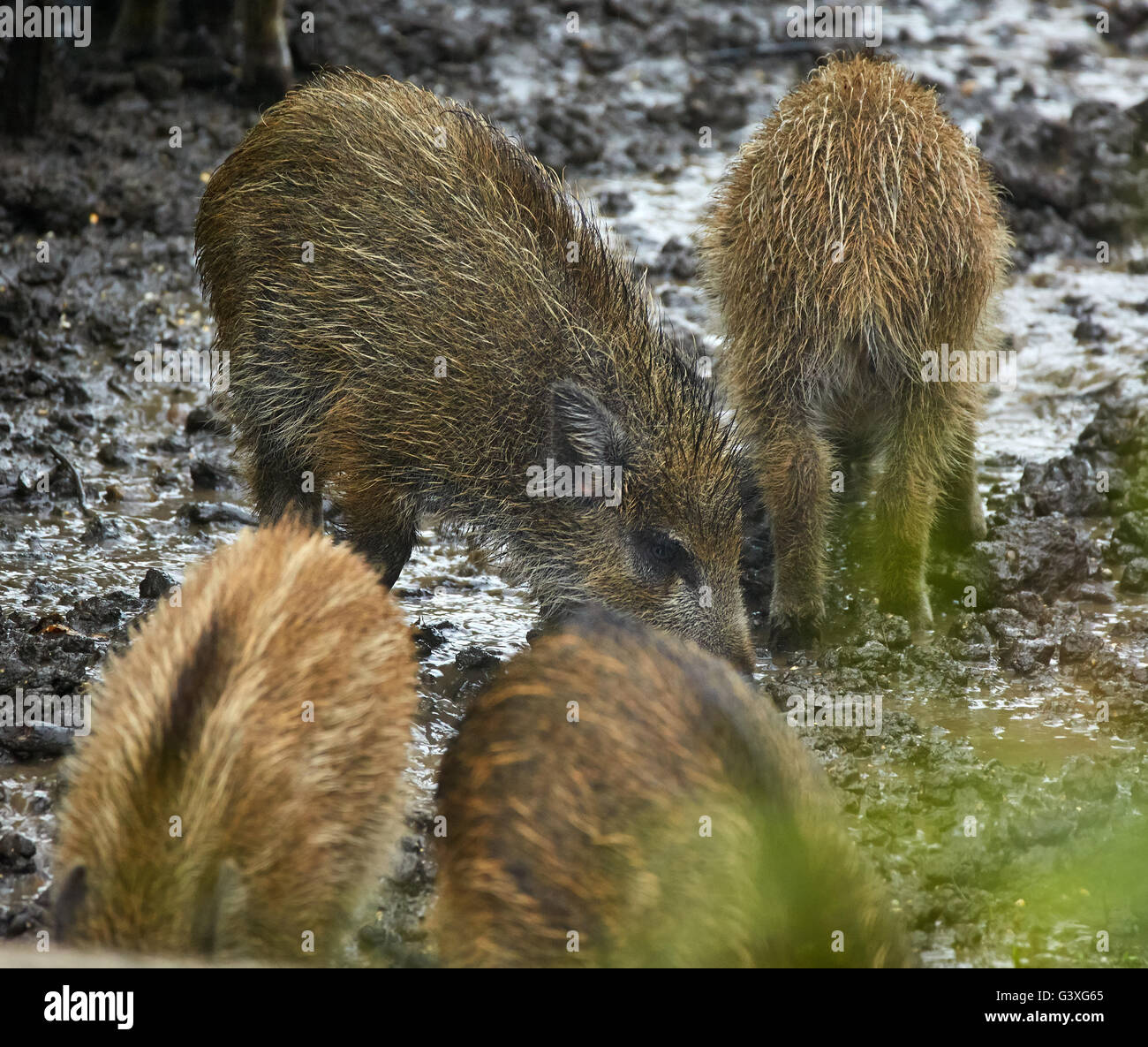 Wild hog females and piglets feeding in the mud Stock Photo - Alamy