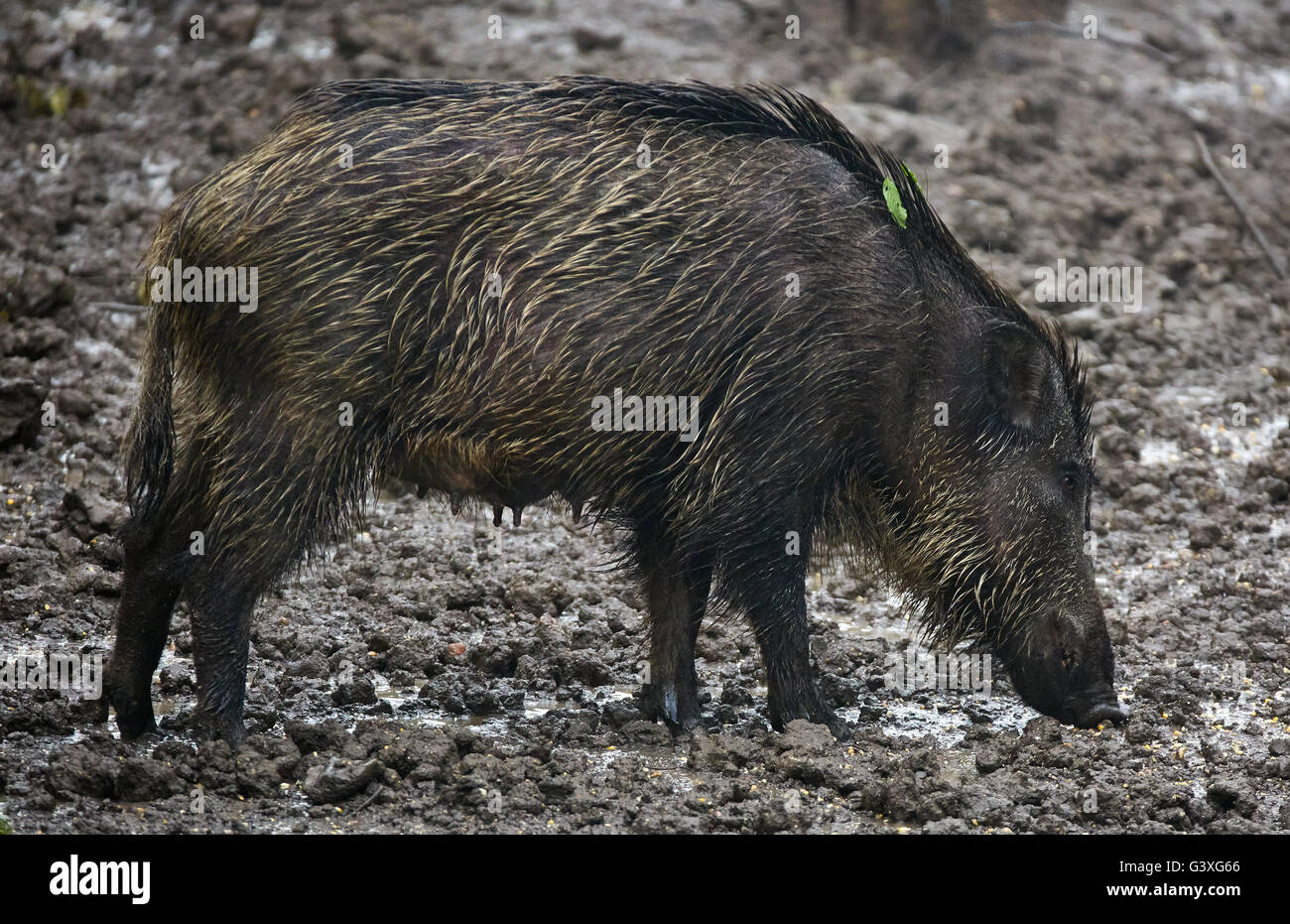Wild hog females and piglets feeding in the mud Stock Photo - Alamy