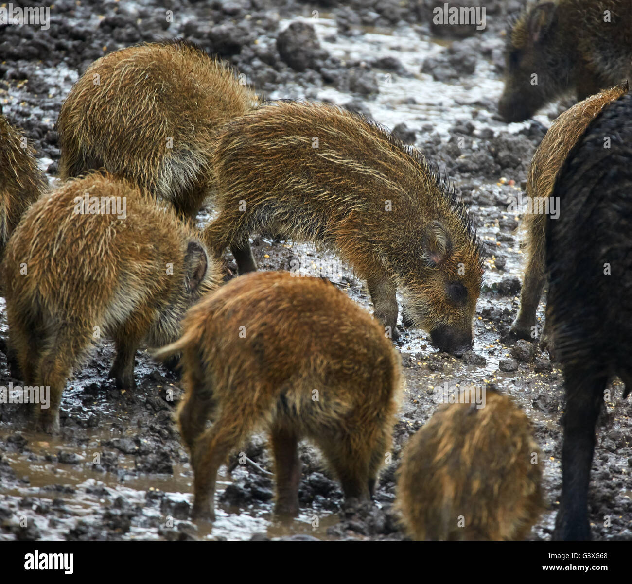 Wild hog females and piglets feeding in the mud Stock Photo - Alamy