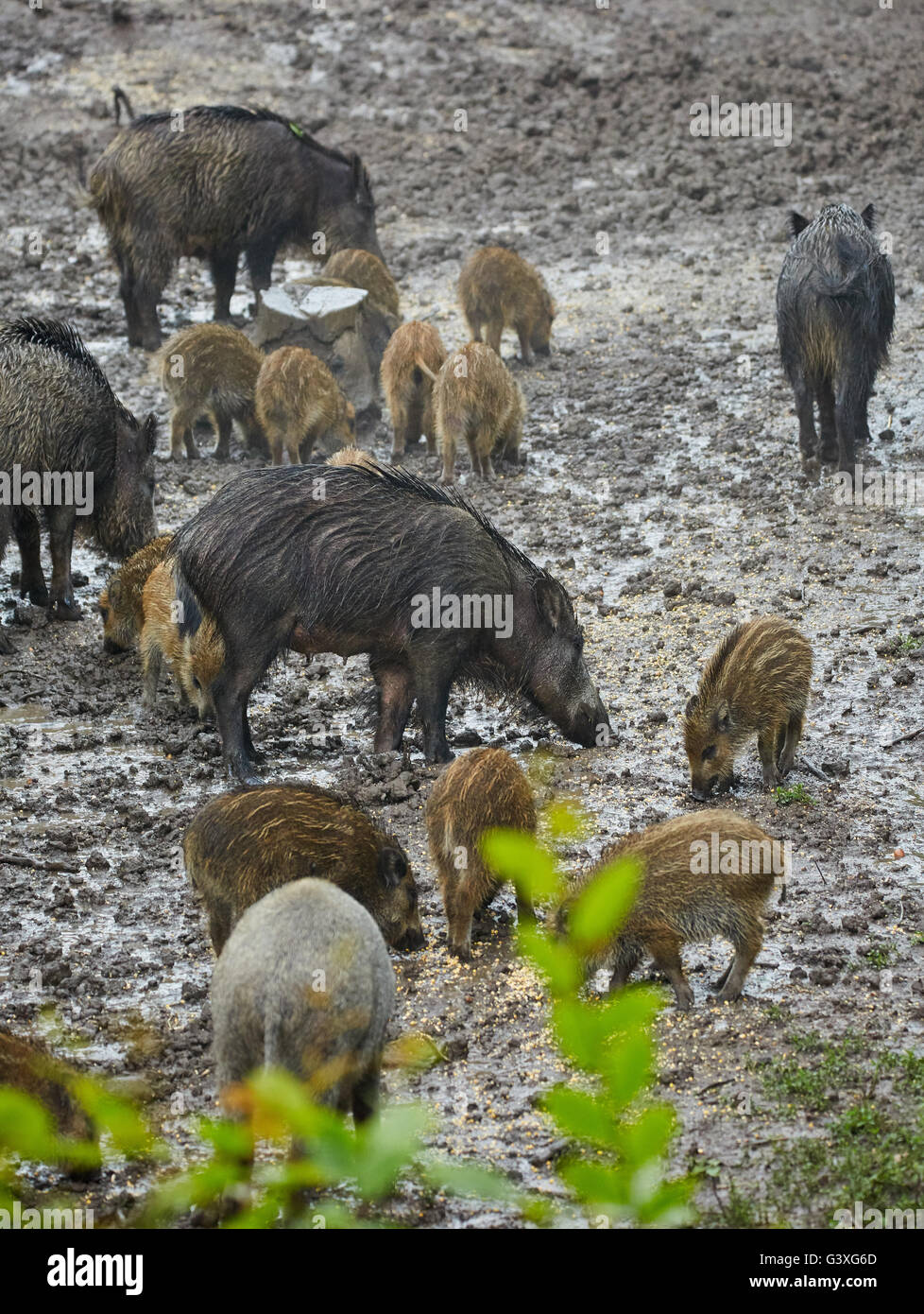 Wild hog females and piglets feeding in the mud Stock Photo - Alamy
