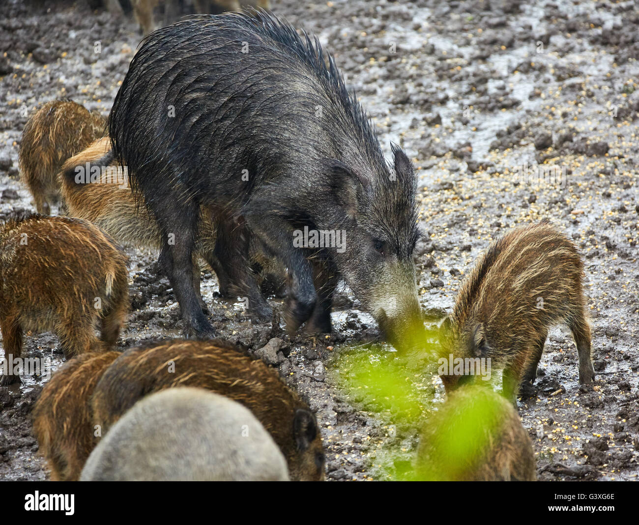 Wild hog females and piglets feeding in the mud Stock Photo - Alamy
