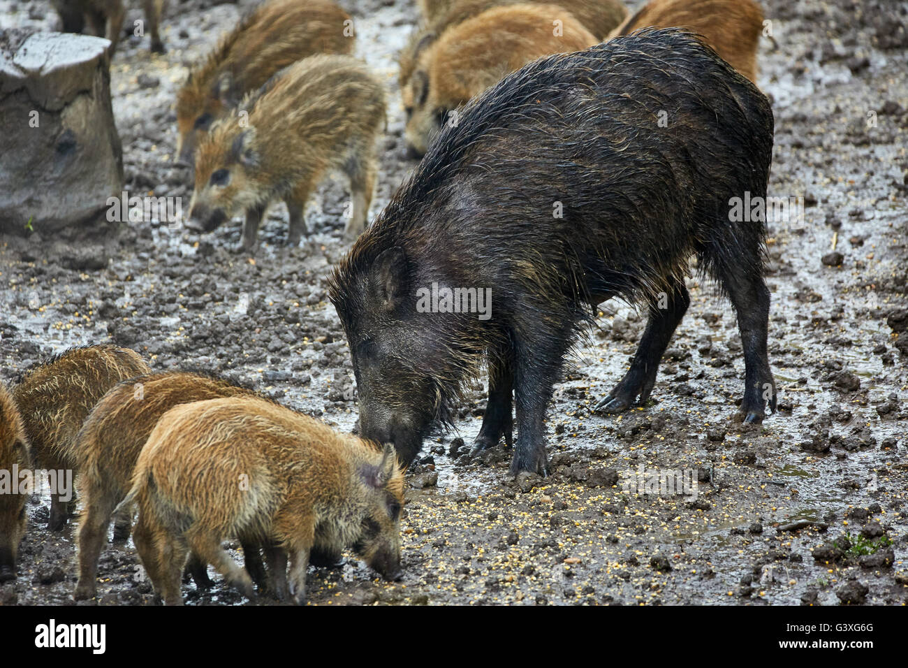 Wild hog females and piglets feeding in the mud Stock Photo - Alamy