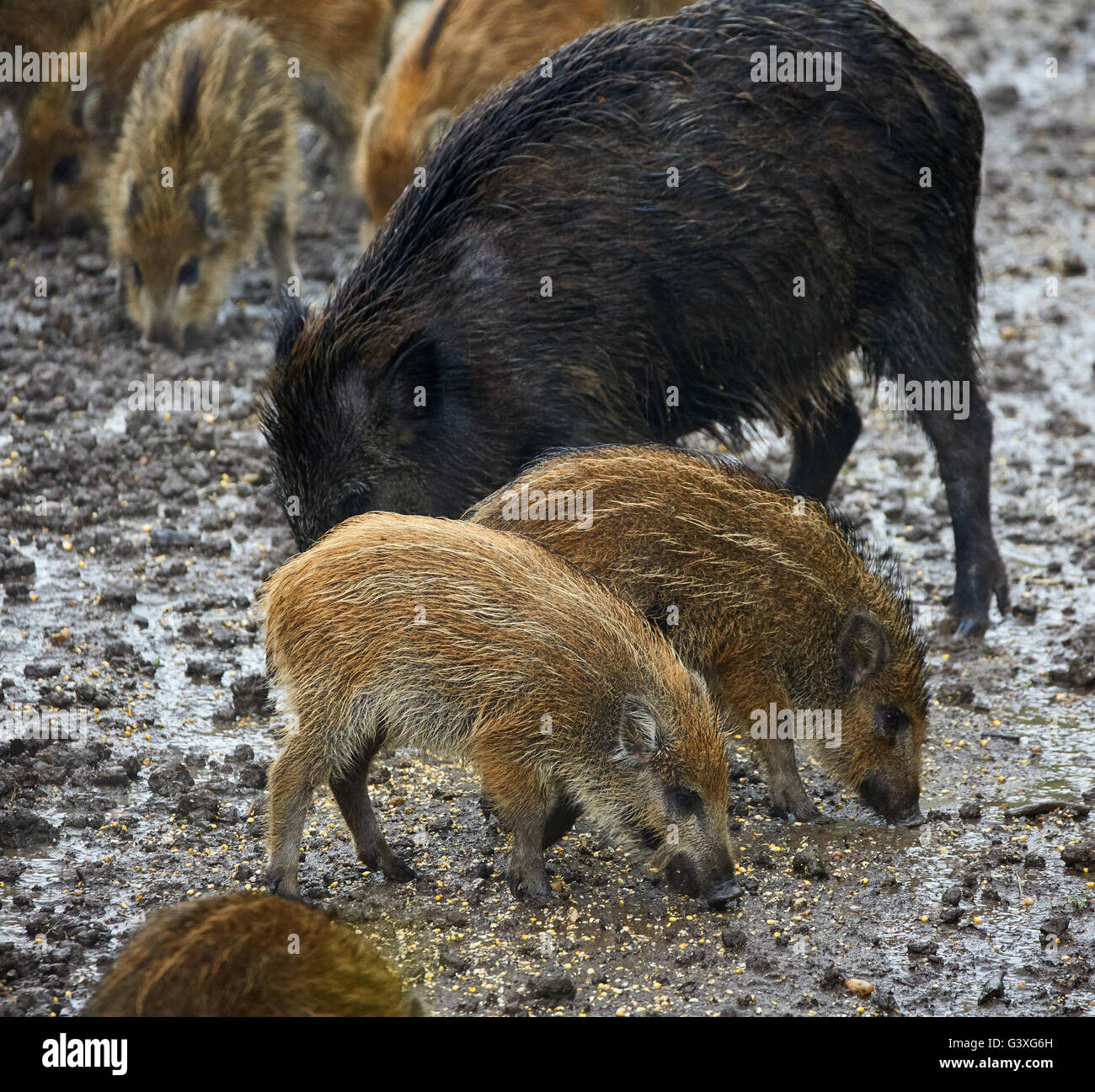 Wild hog females and piglets feeding in the mud Stock Photo - Alamy