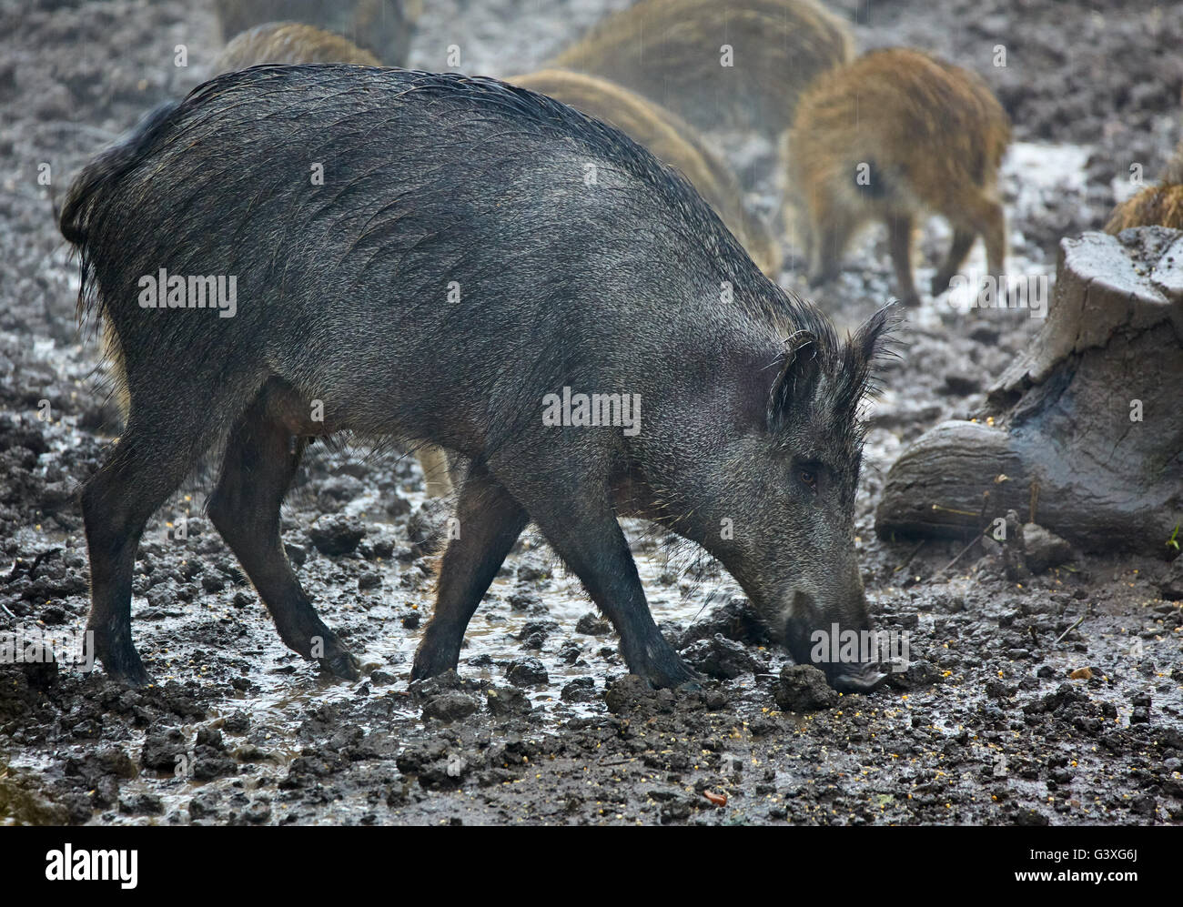 Wild hog females and piglets feeding in the mud Stock Photo - Alamy