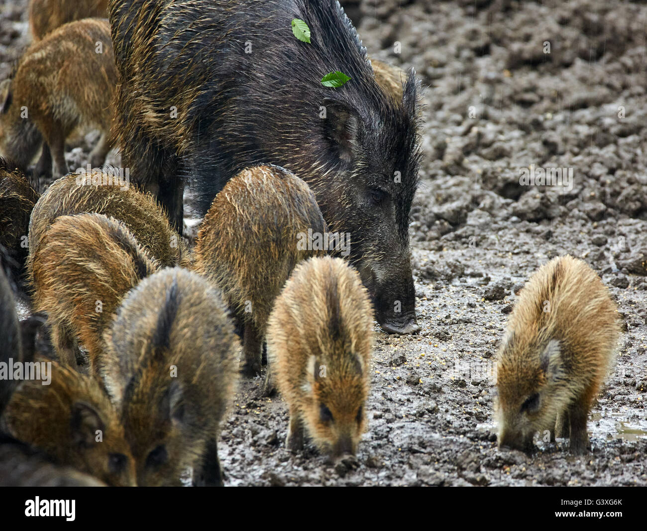 Wild hog females and piglets feeding in the mud Stock Photo - Alamy