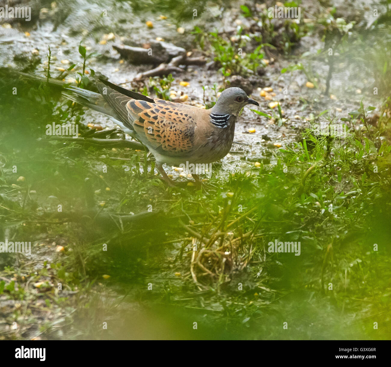 Bird eating turtle hi-res stock photography and images - Alamy