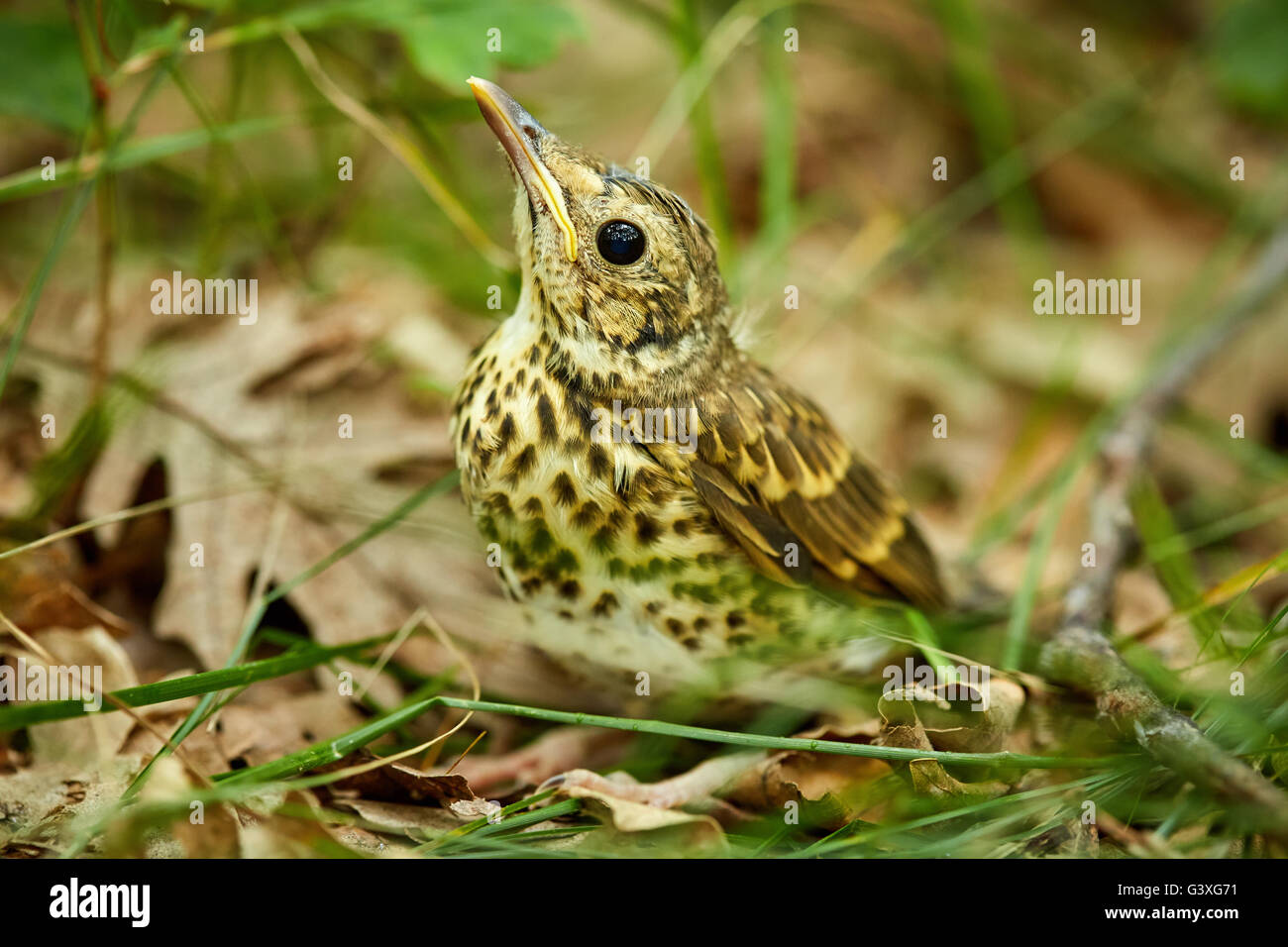 Thrush Bird