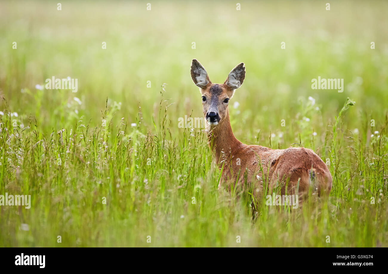 Portrait of a beautiful doe in a grass field Stock Photo - Alamy