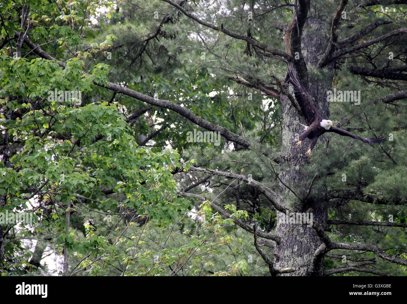 Flying from tree to tree hi-res stock photography and images - Alamy