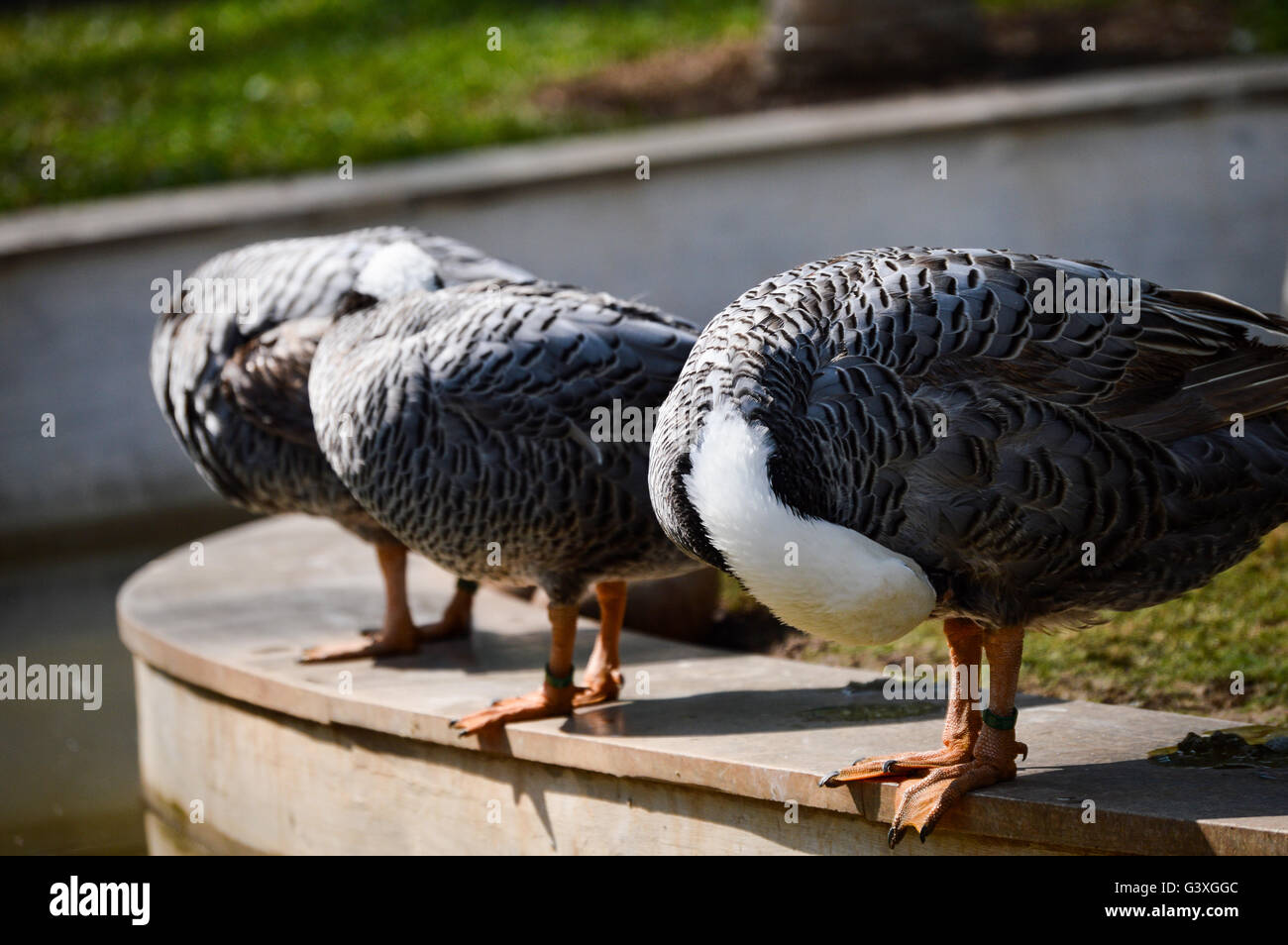 Ducks in a row hi-res stock photography and images - Alamy