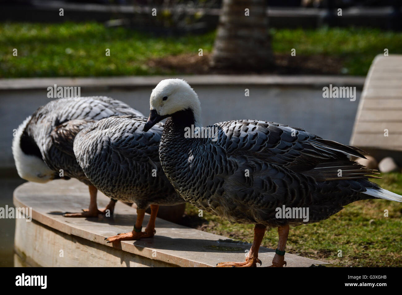 India swan bird hi-res stock photography and images - Alamy