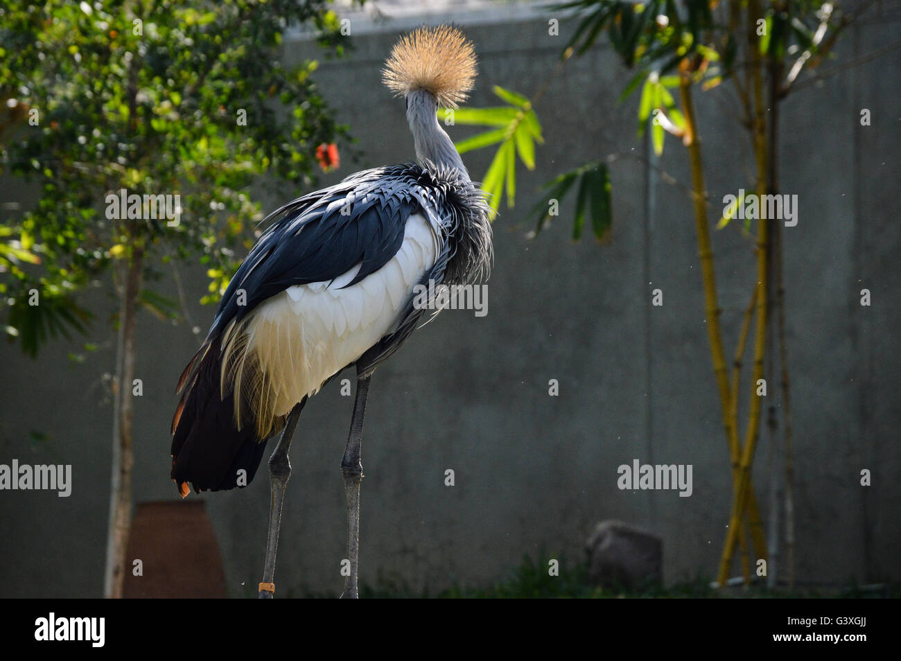 A bird in a park Stock Photo - Alamy