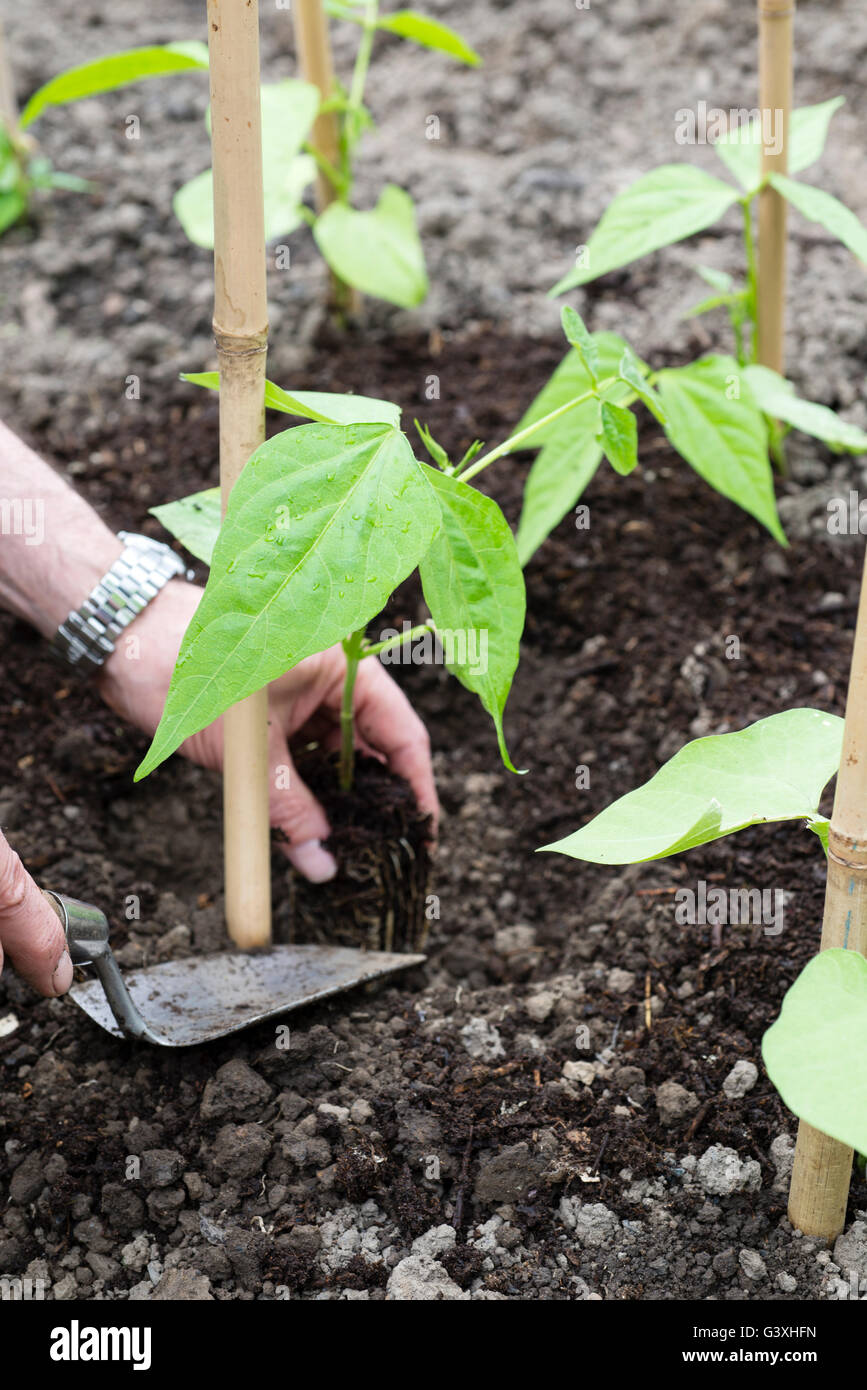 Planting out climbing French beans (Phaseolus vulgaris) 'Cobra' next to ...