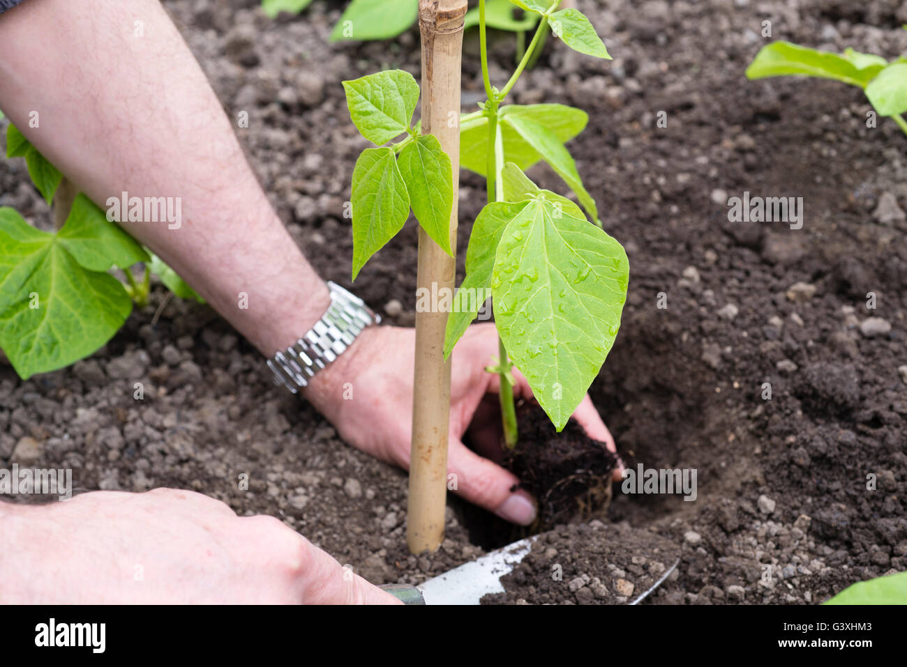 Planting out runner beans (Phaseolus coccineus) 'White Lady' next to ...