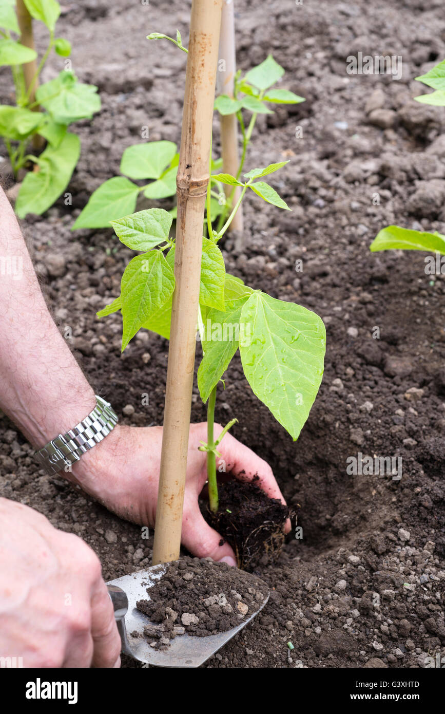 Planting out runner beans (Phaseolus coccineus) 'White Lady' next to ...