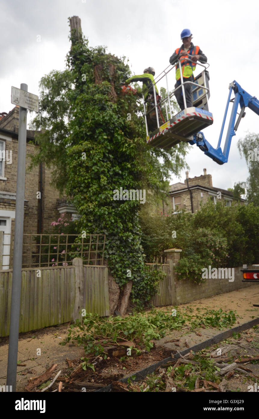 Dead acacia tree trunk hi-res stock photography and images - Alamy