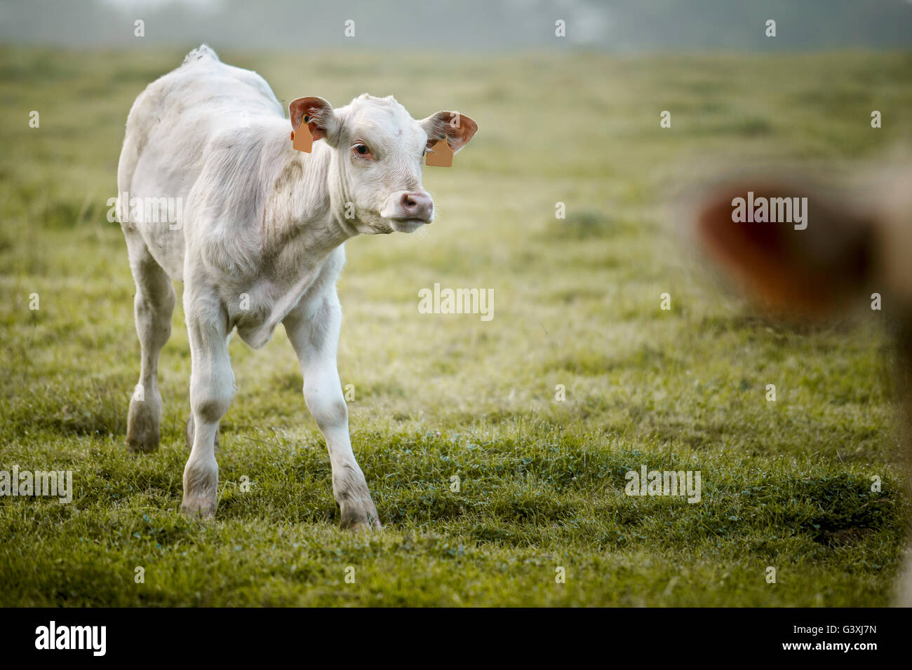 Charolais cattle hi-res stock photography and images - Alamy
