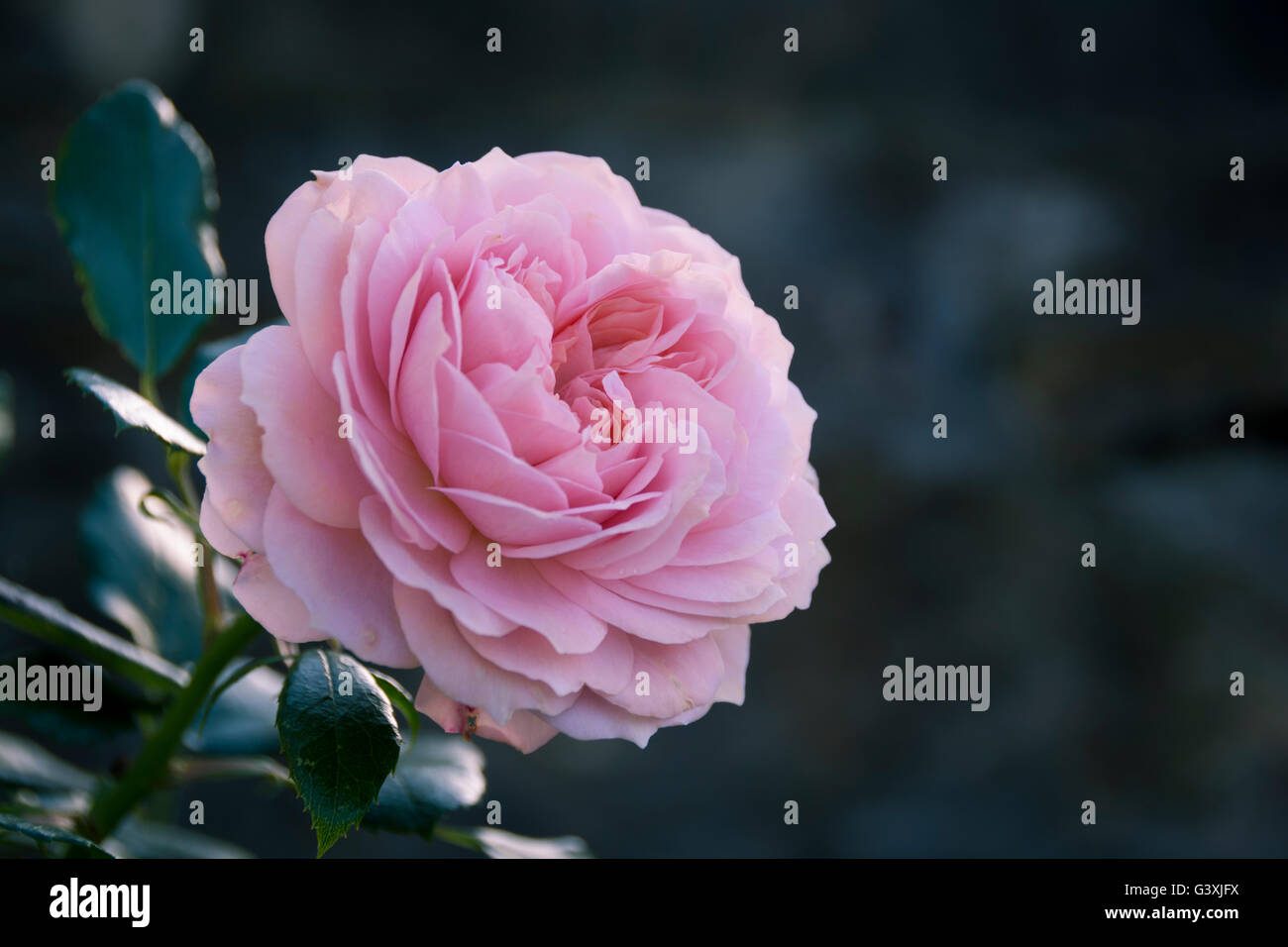 Single pink rose flower head growing in a garden Stock Photo - Alamy
