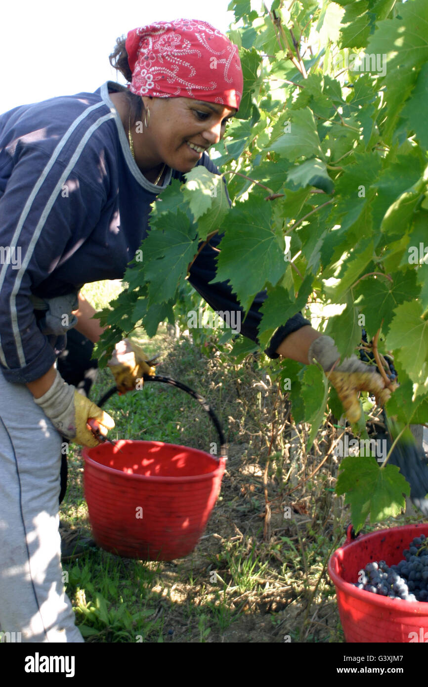 a grape picker in a vineyard in Tuscany, Italy Stock Photo - Alamy