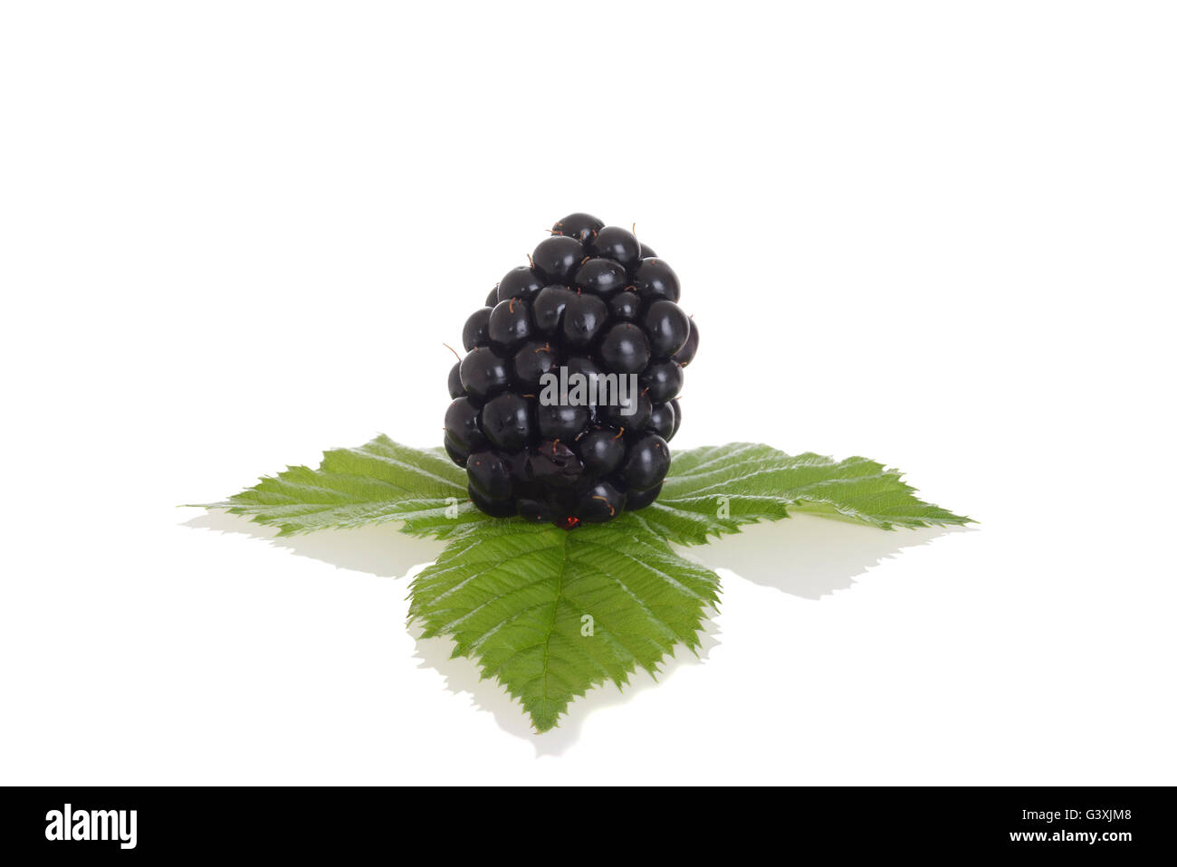 Blackberry leaves (close up) Cut Out Stock Images & Pictures - Alamy
