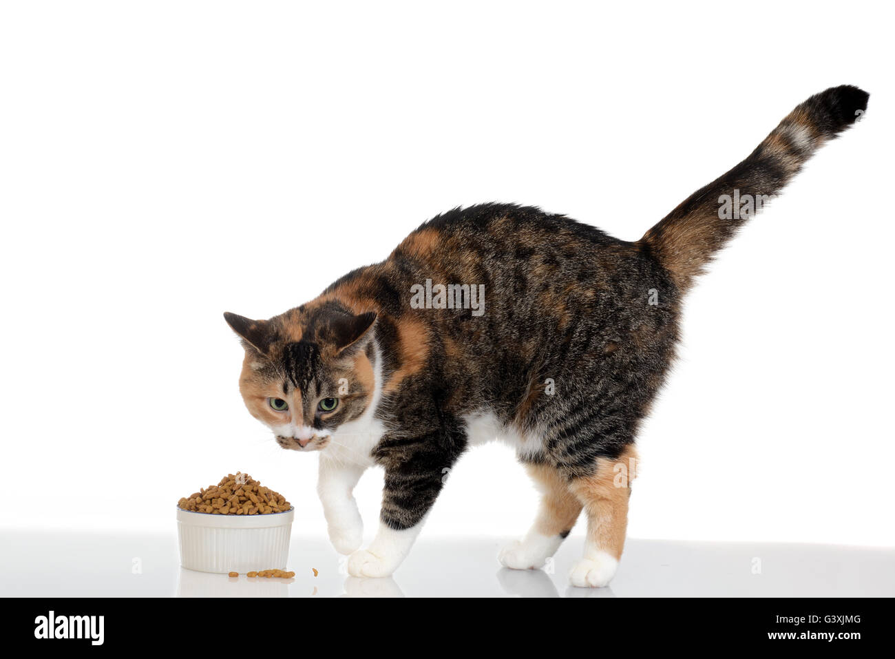cat with food in bowl Stock Photo - Alamy