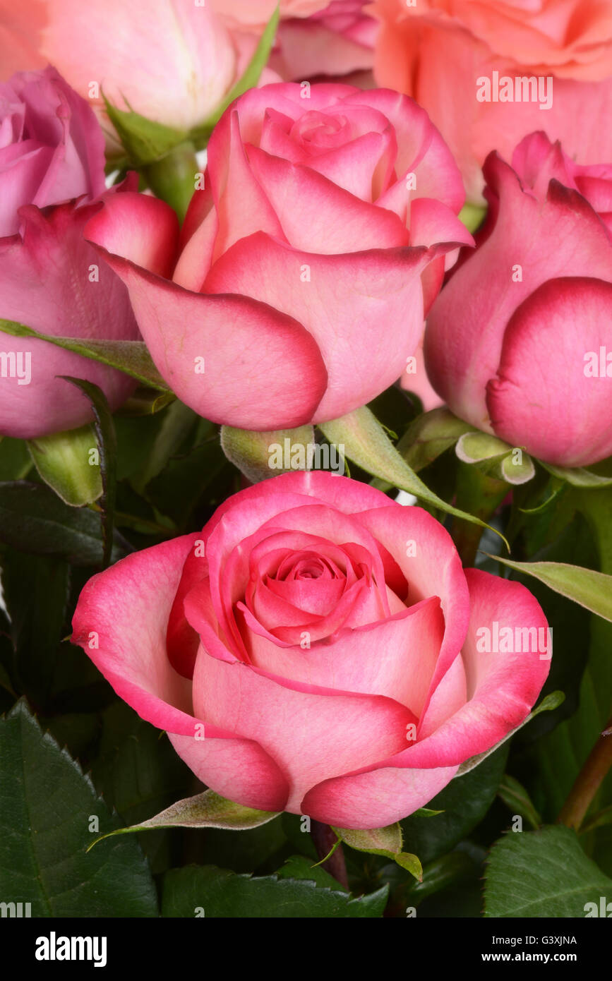 macro pink rose in bouquet Stock Photo - Alamy