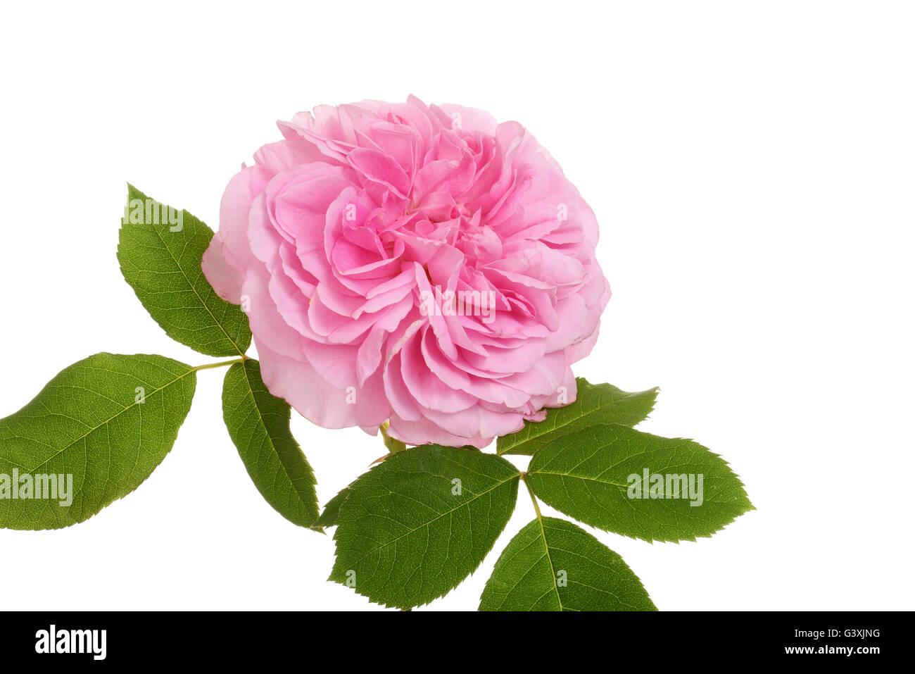 Old english rose Cut Out Stock Images & Pictures - Alamy