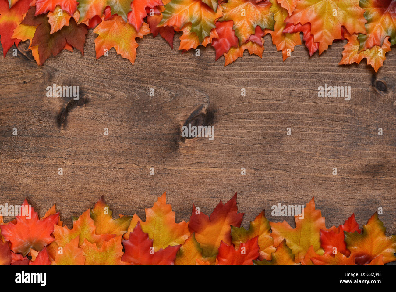 rows of fall colored maple leaves Stock Photo - Alamy