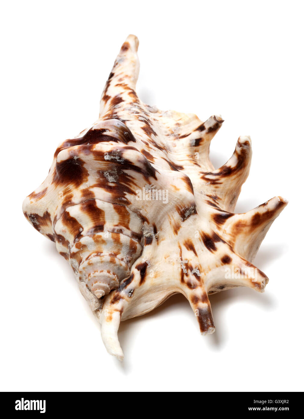 Lambis tiger shell isolated on white background. Close-up view Stock ...