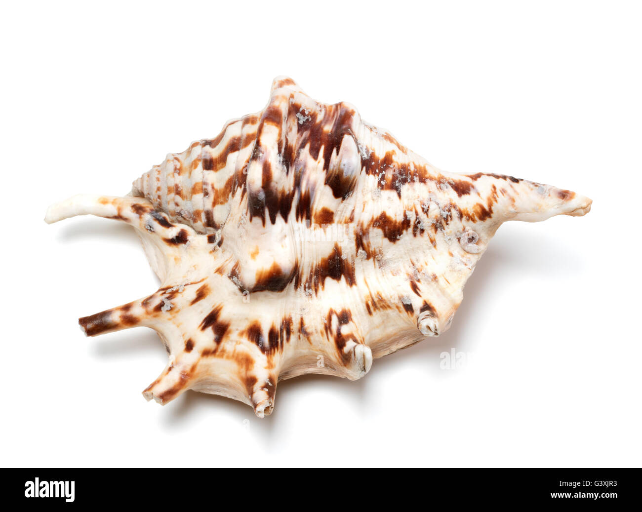 Lambis tiger shell isolated on white background. Close-up view Stock ...