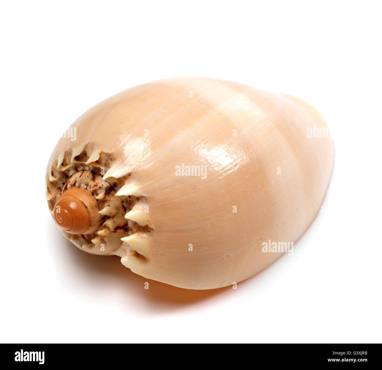 Shell of Cymbiola isolated on white background. Close-up view Stock ...