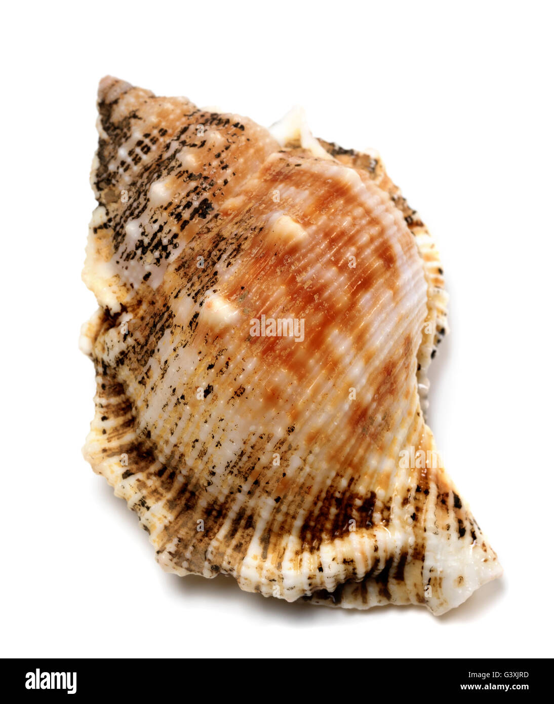 Shell of Bursa bubo (frog snail) isolated on white background. Close-up ...