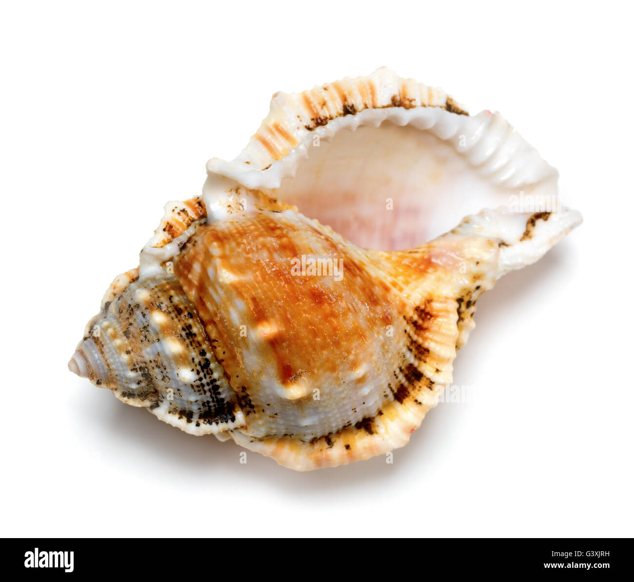 Shell of Tutufa bubo (frog snail) isolated on white background. Close ...
