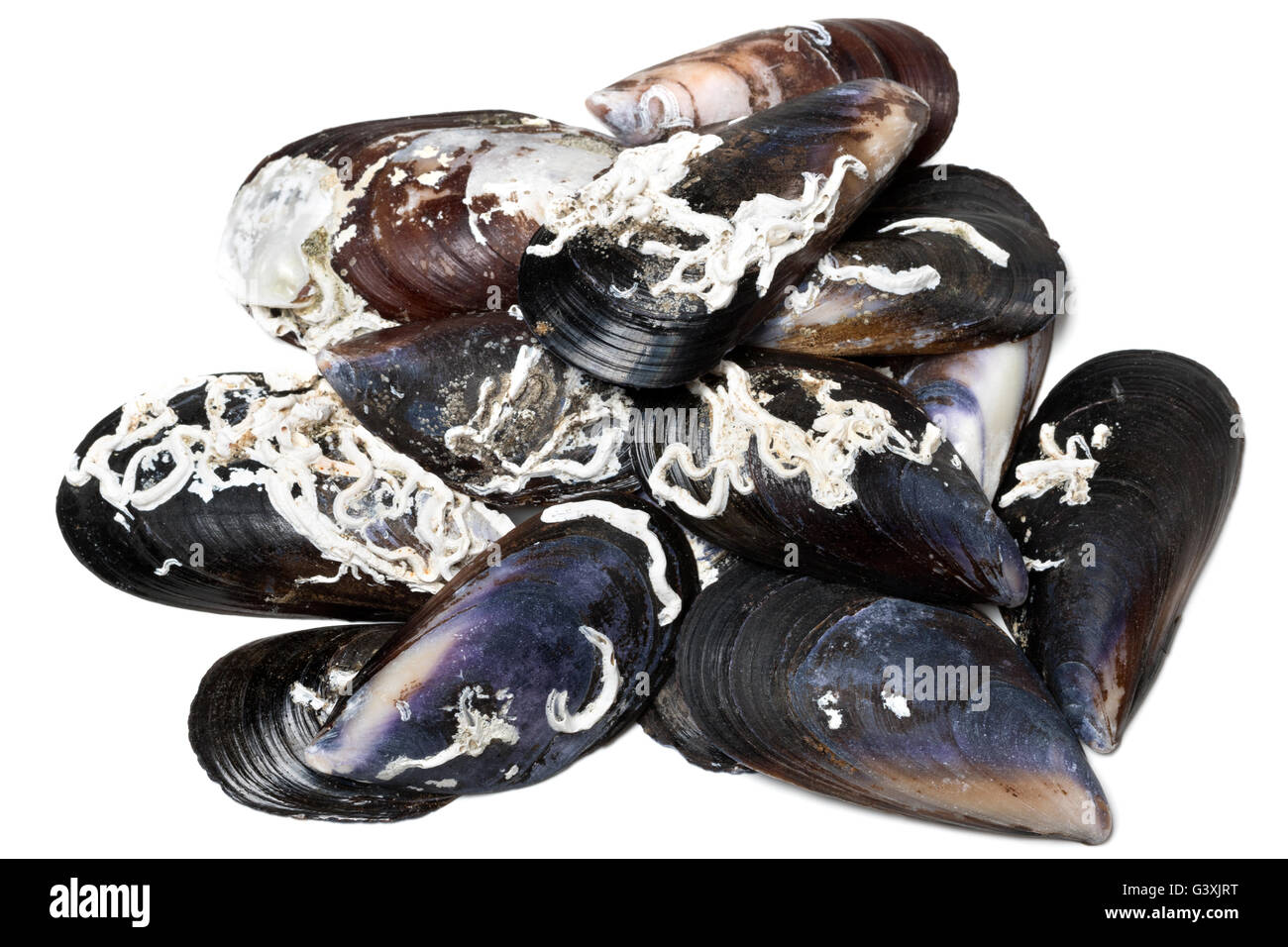 Shells of mussels. Isolated on white background Stock Photo - Alamy