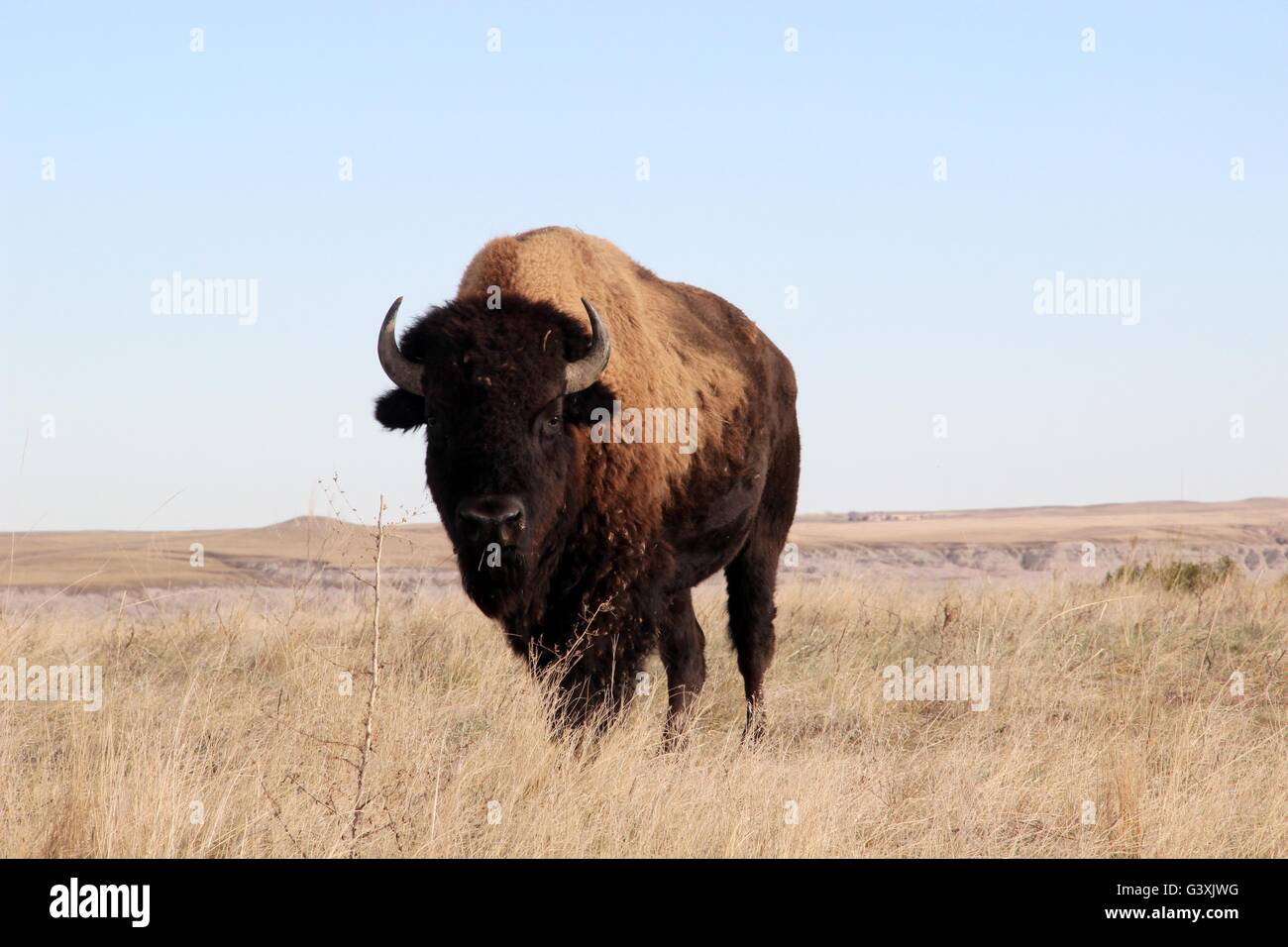 A bison grazing peacefully in Badlands National Park Stock Photo - Alamy